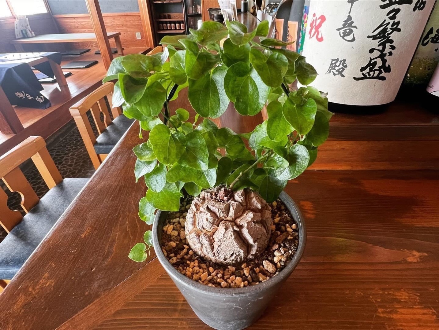 明日オープン亀甲竜さまへ書作品をお届けしました: 女流書家 下田彩水 -saisui-